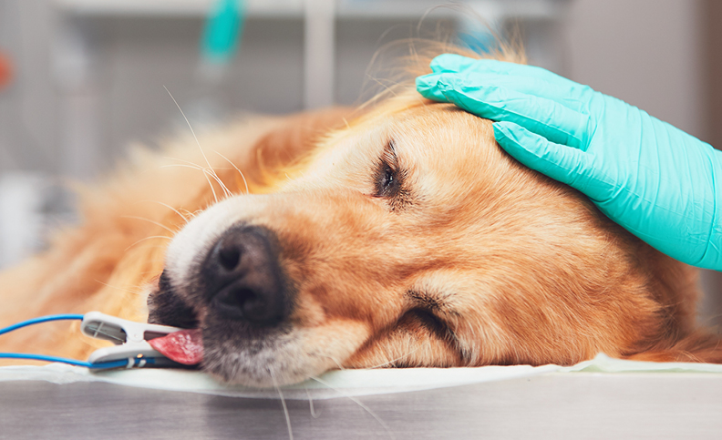 Home | Eickemeyer - Veterinary technology for life Spółka z ograniczoną ...